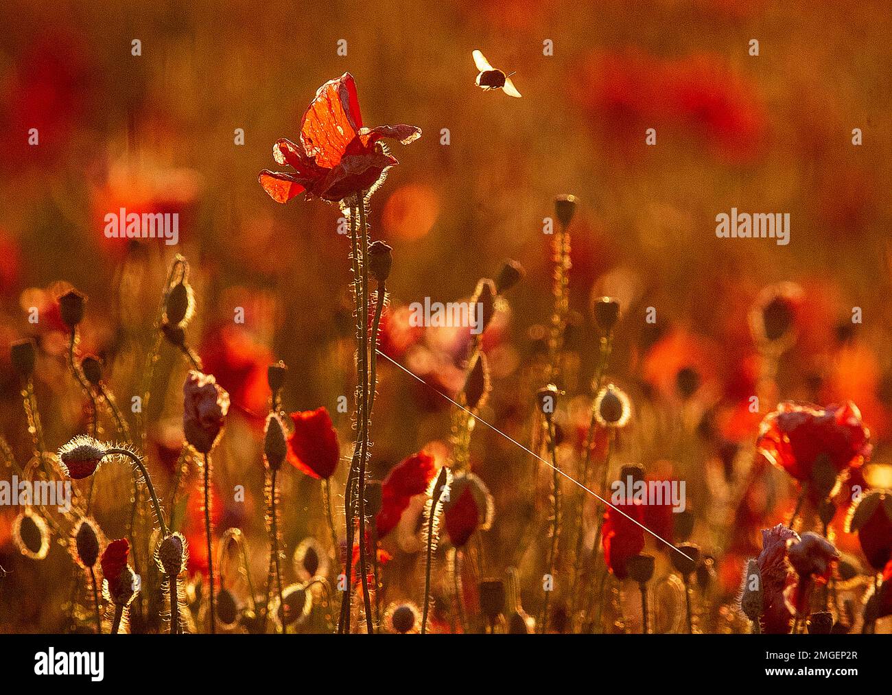 A bumblebee flies between poppy flowers on a field in Frankfurt ...