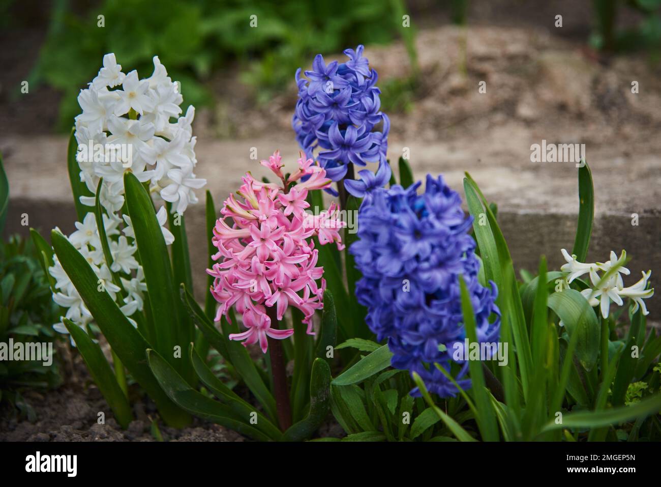 Lush hyacinths hi-res stock photography and images - Alamy