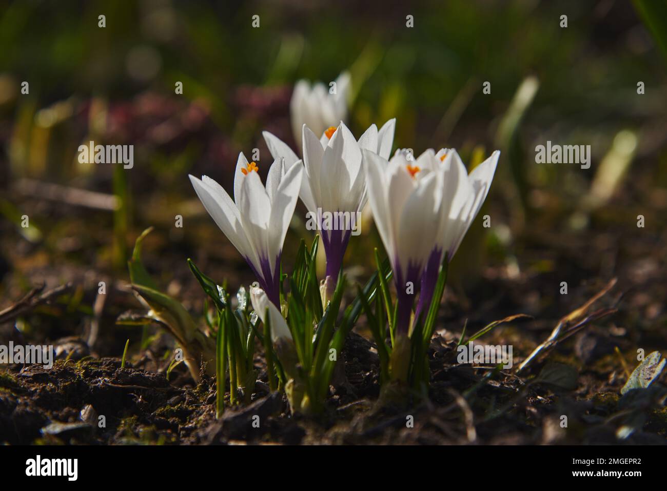 Delicate white crocuses on a flower bed. Floral background Stock Photo ...