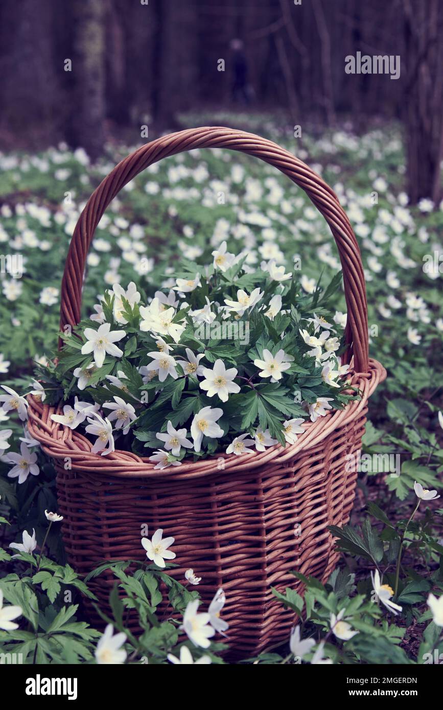 Forest anemones in a wicker basket in a clearing Stock Photo - Alamy