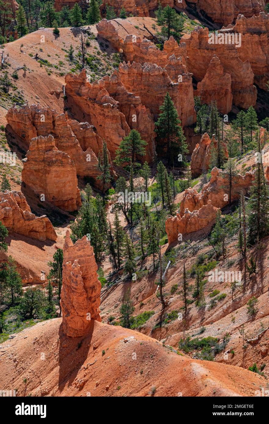 Hoodoos or rock spires are the product of erosion at Bryce Canyon ...