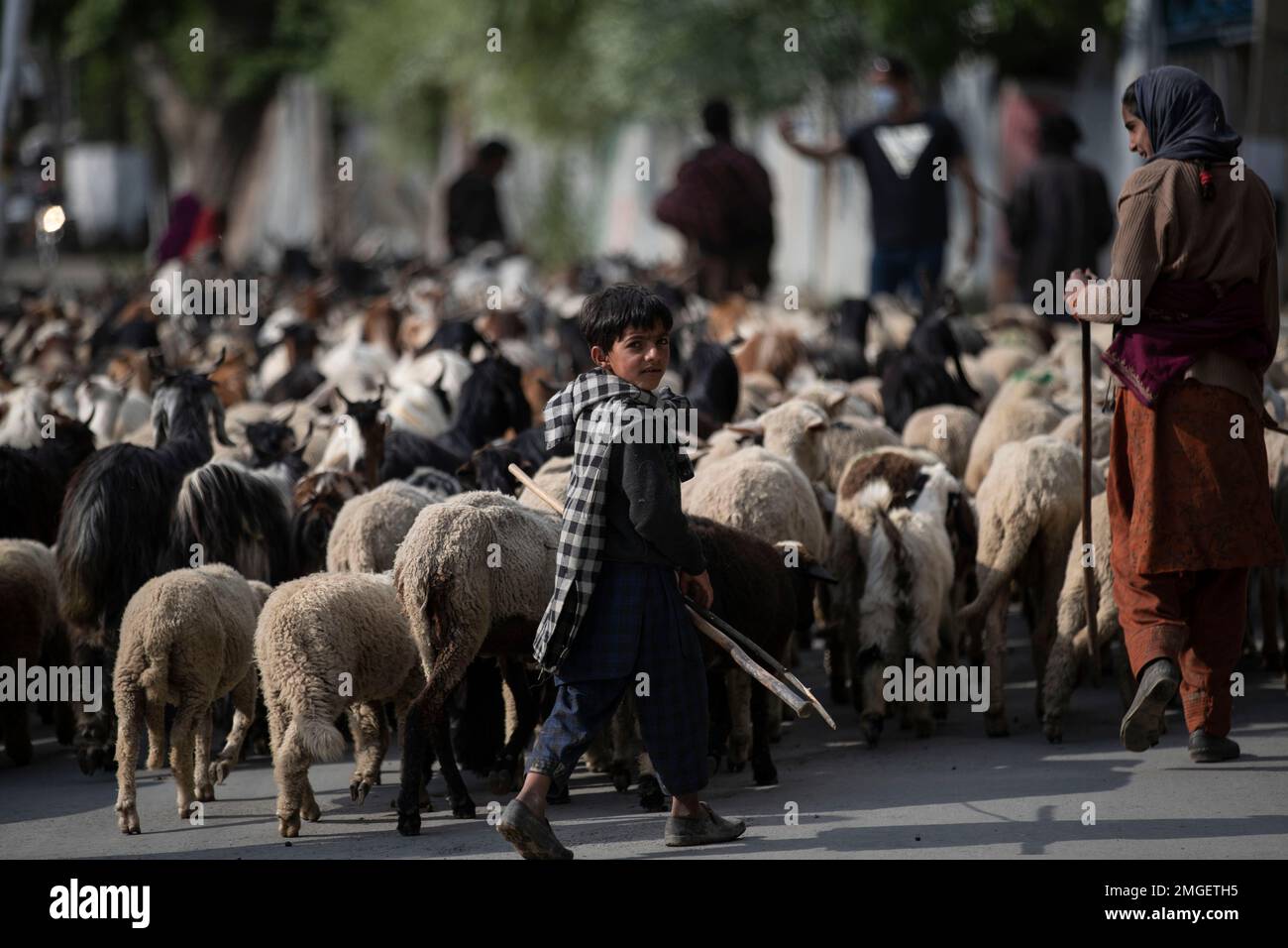 A young Kashmiri Bakarwal herds his flock of sheep on the outskirts of ...