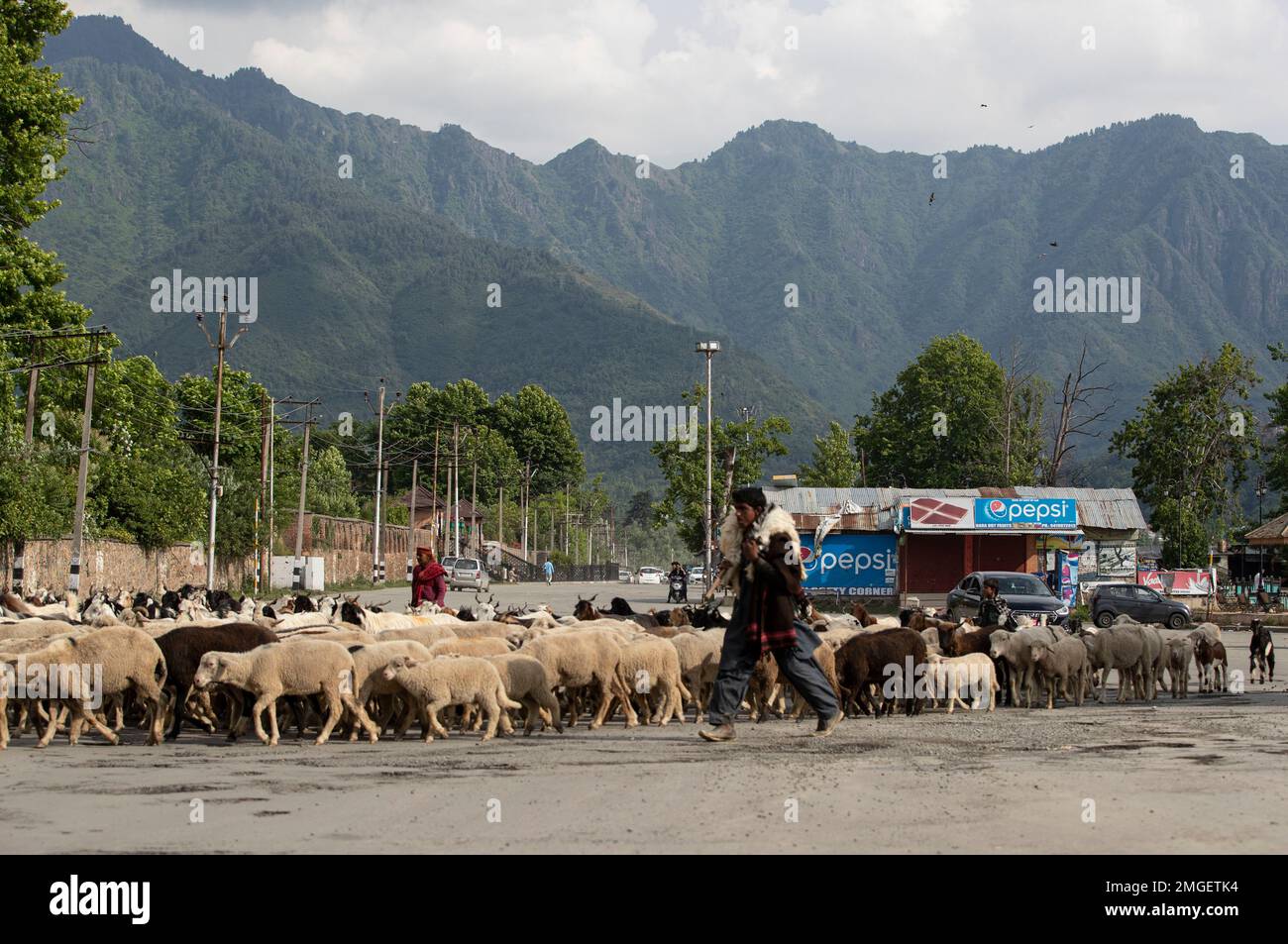 A Kashmiri Bakarwal herds his flock of sheep on the outskirts of ...