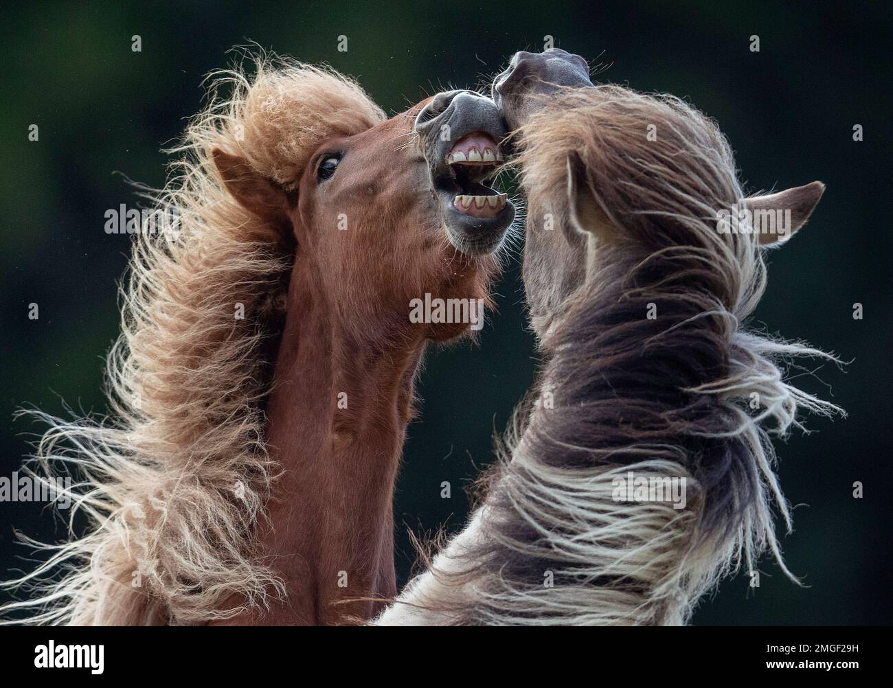 The manes fly as two Icelandic horses play on a meadow of a stud farm ...