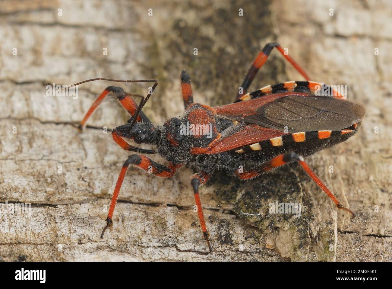 Natural closeup on a Mediterranean red assassin bug, Rhynocoris ...