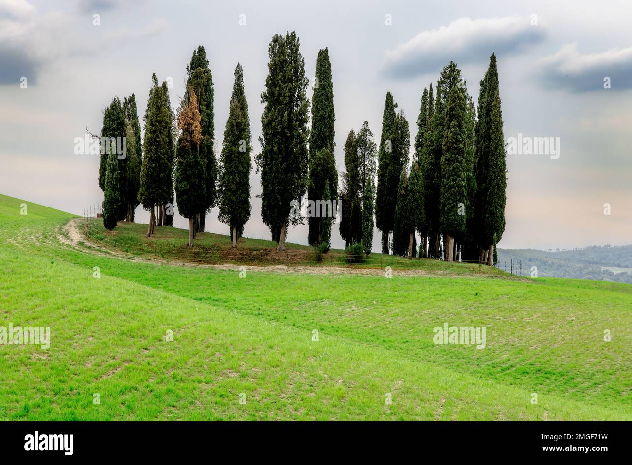 A small grove of cypress trees on a green hill in the Val d'Orcia in ...