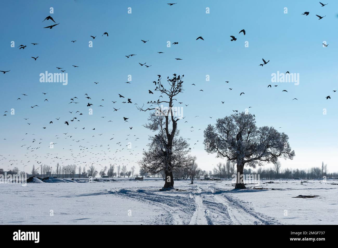 crows flight around trees in sunny day in snowy day winter Stock Photo ...