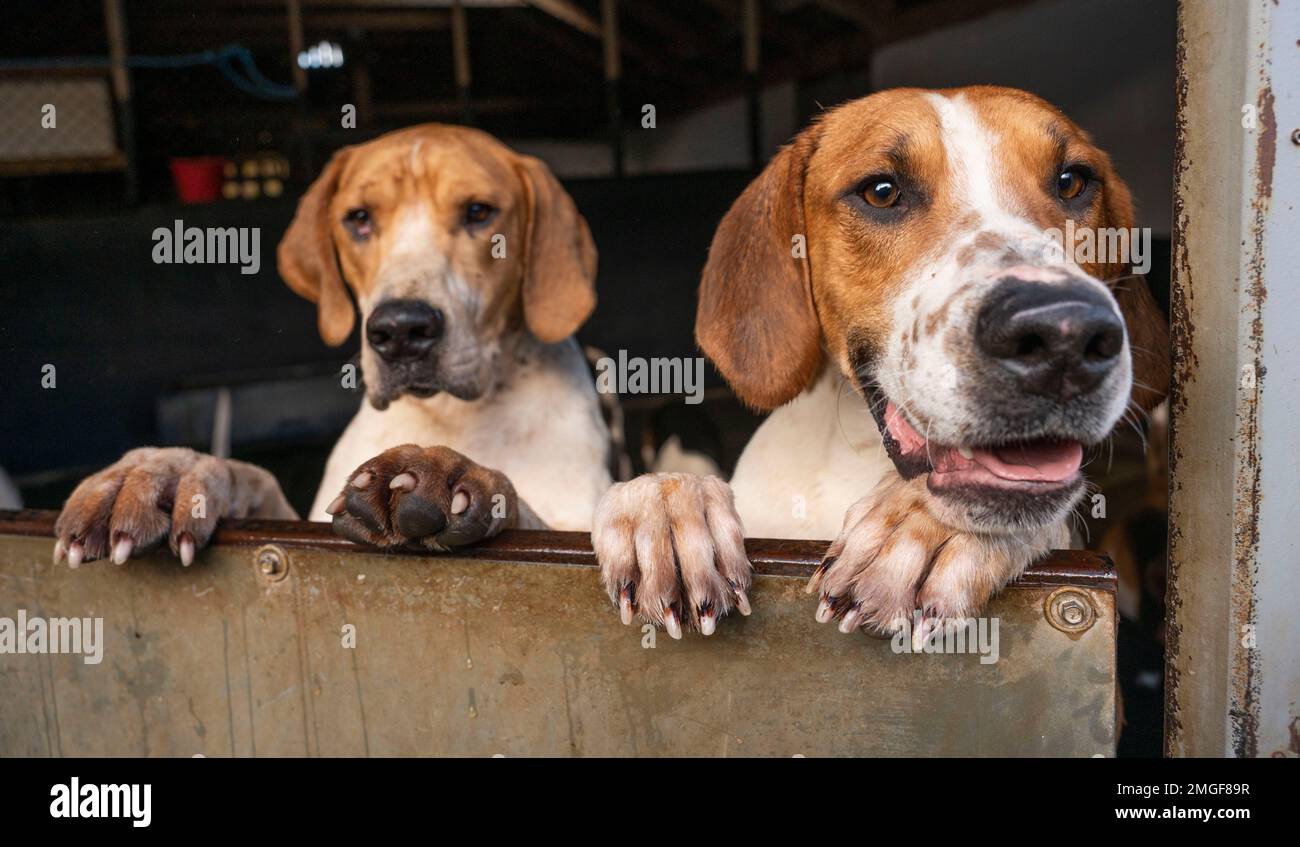 Scottish hunting group hi-res stock photography and images - Alamy