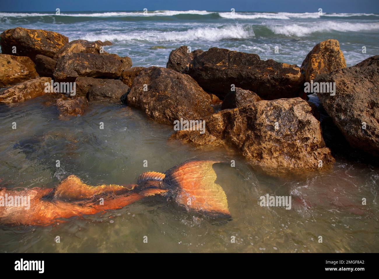 A member of the Israeli Mermaids Community wears a mermaid tail at the ...