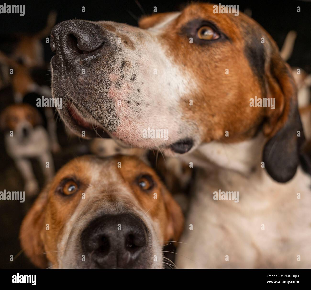 Lauder, Scottish Borders, Scotland, UK. 25th January 2023 Scotland, UK ...