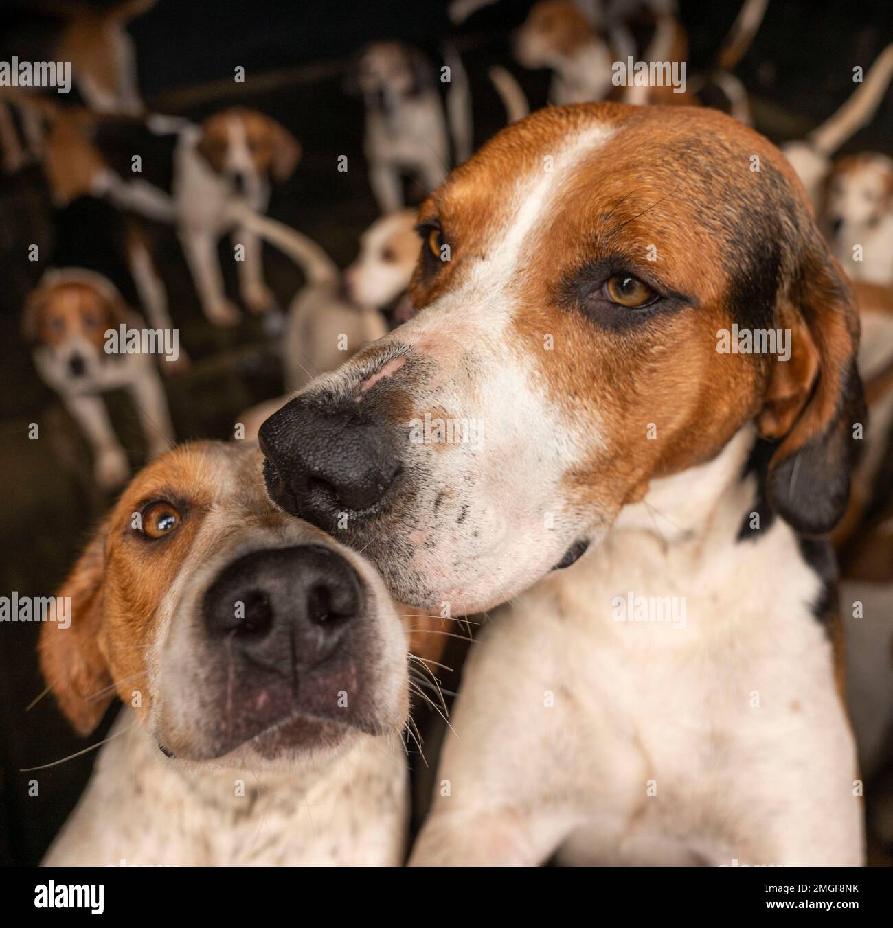 Lauder, Scottish Borders, Scotland, UK. 25th January 2023 Scotland, UK ...