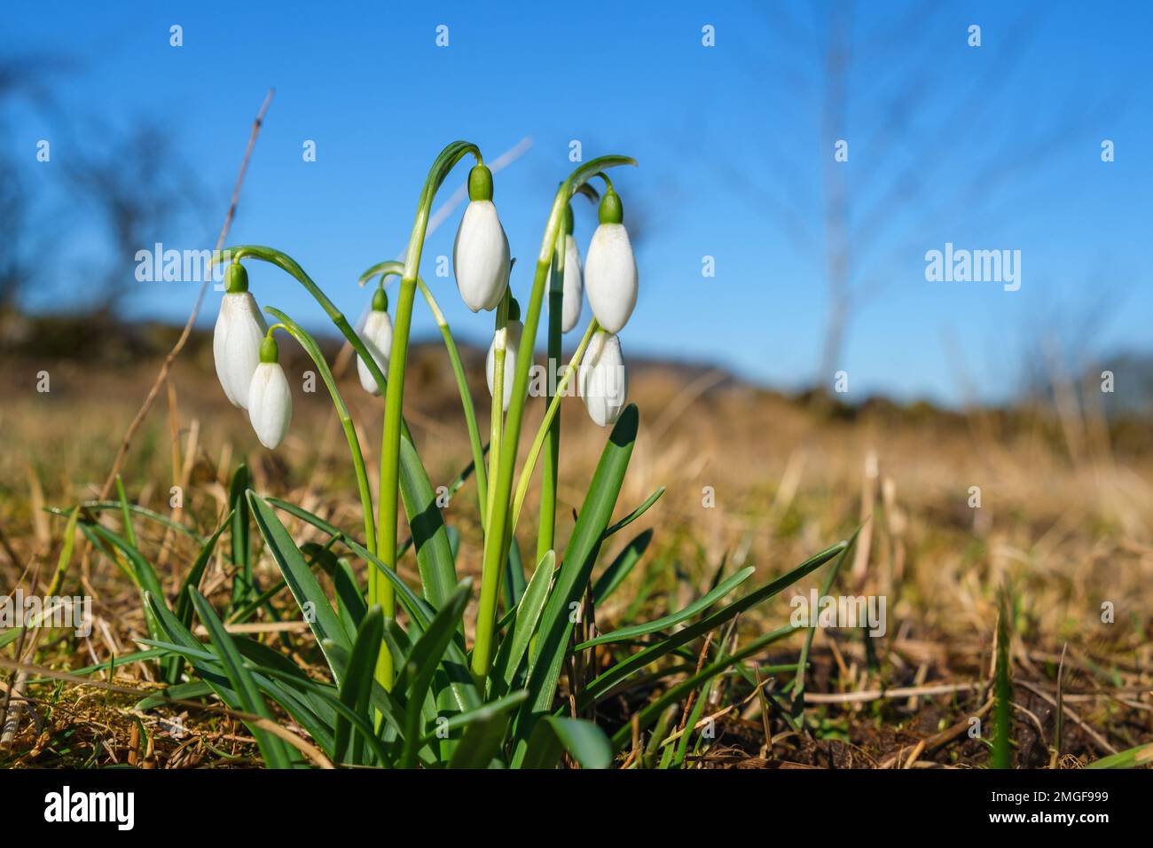 Beautiful snowdrops blooming in a garden in early spring Stock Photo ...