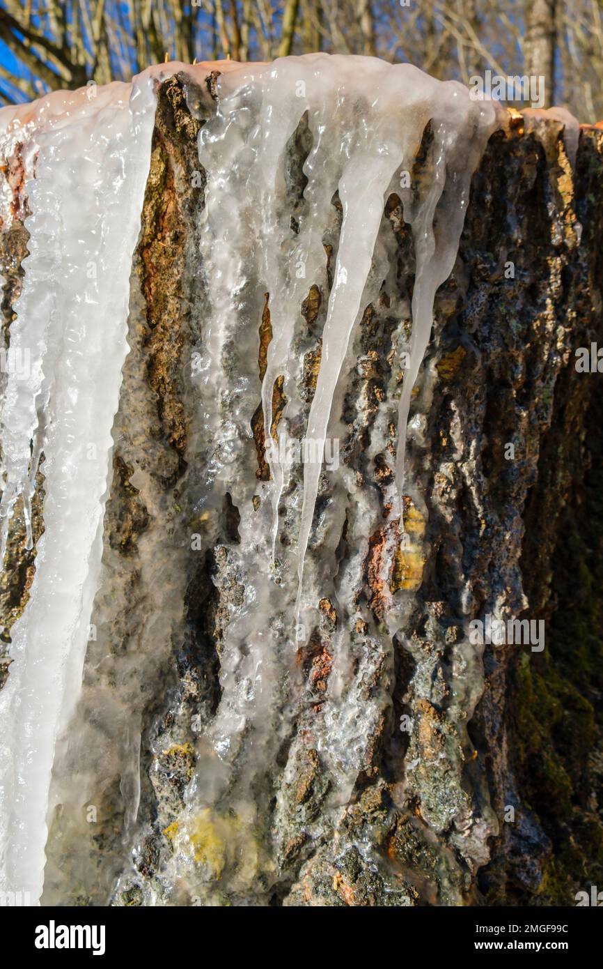 Icicles on a tree stump in the forest Stock Photo - Alamy