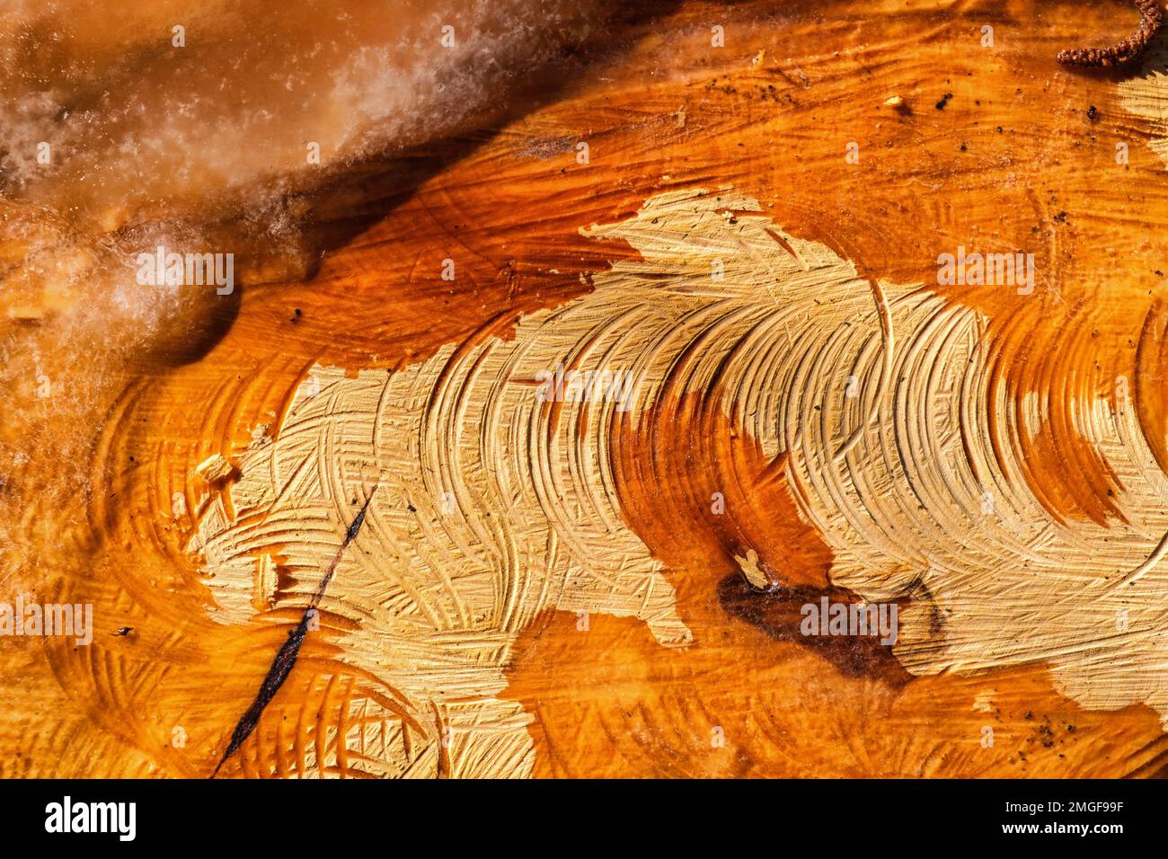 Ice on a tree stump hi-res stock photography and images - Alamy