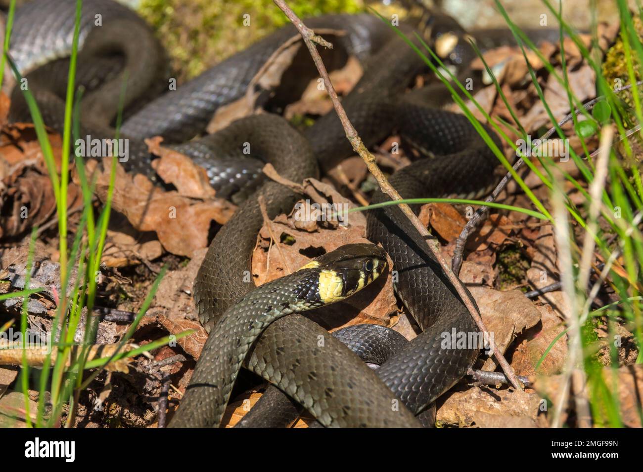 Group with Grass snakes that sunbathing at spring Stock Photo - Alamy