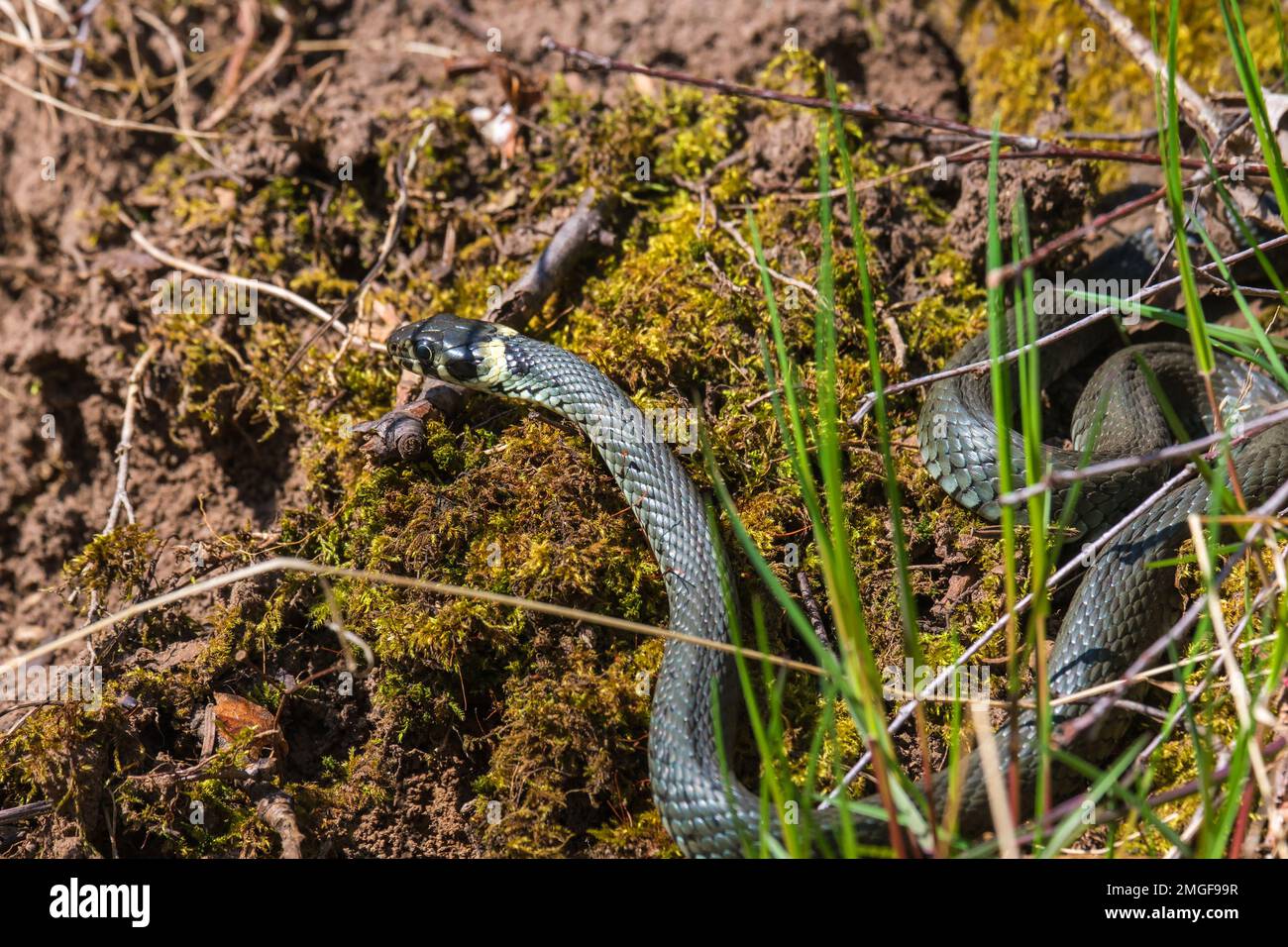 Green Grass snake crawling on the ground Stock Photo - Alamy