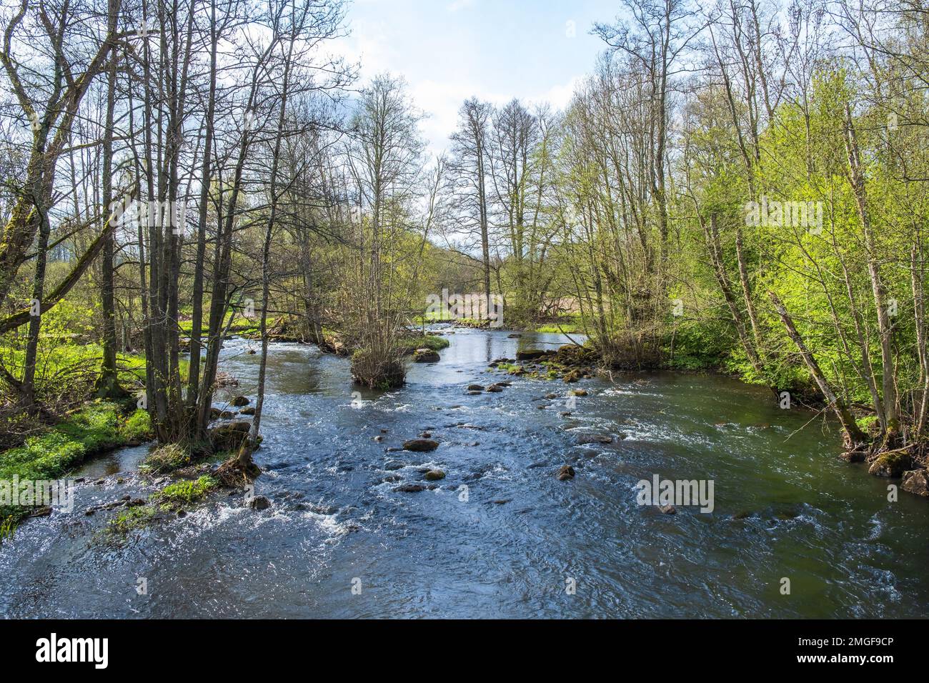 Rivershore forest hi-res stock photography and images - Alamy