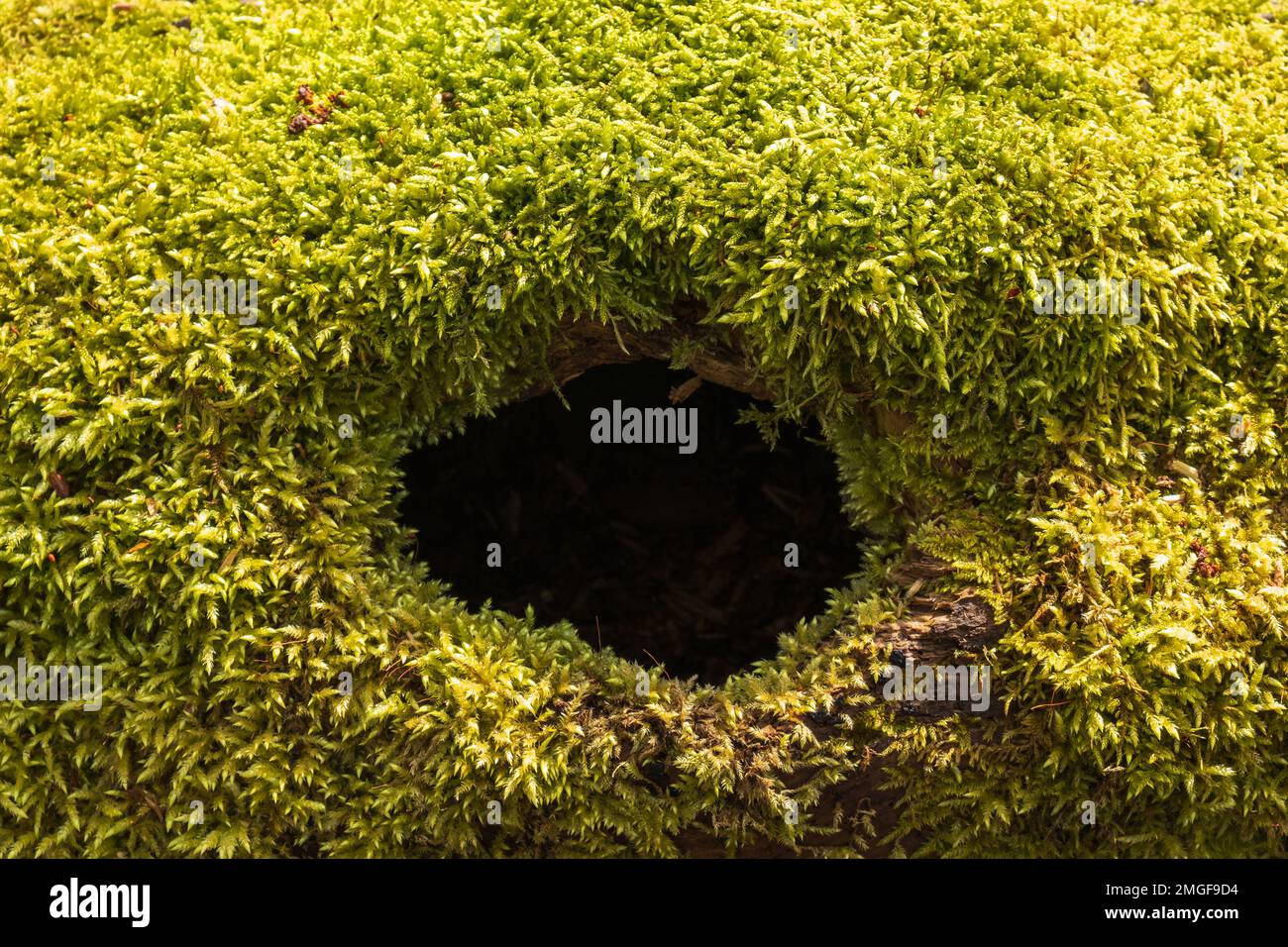 Green moss on decaying log trunk hi-res stock photography and images ...