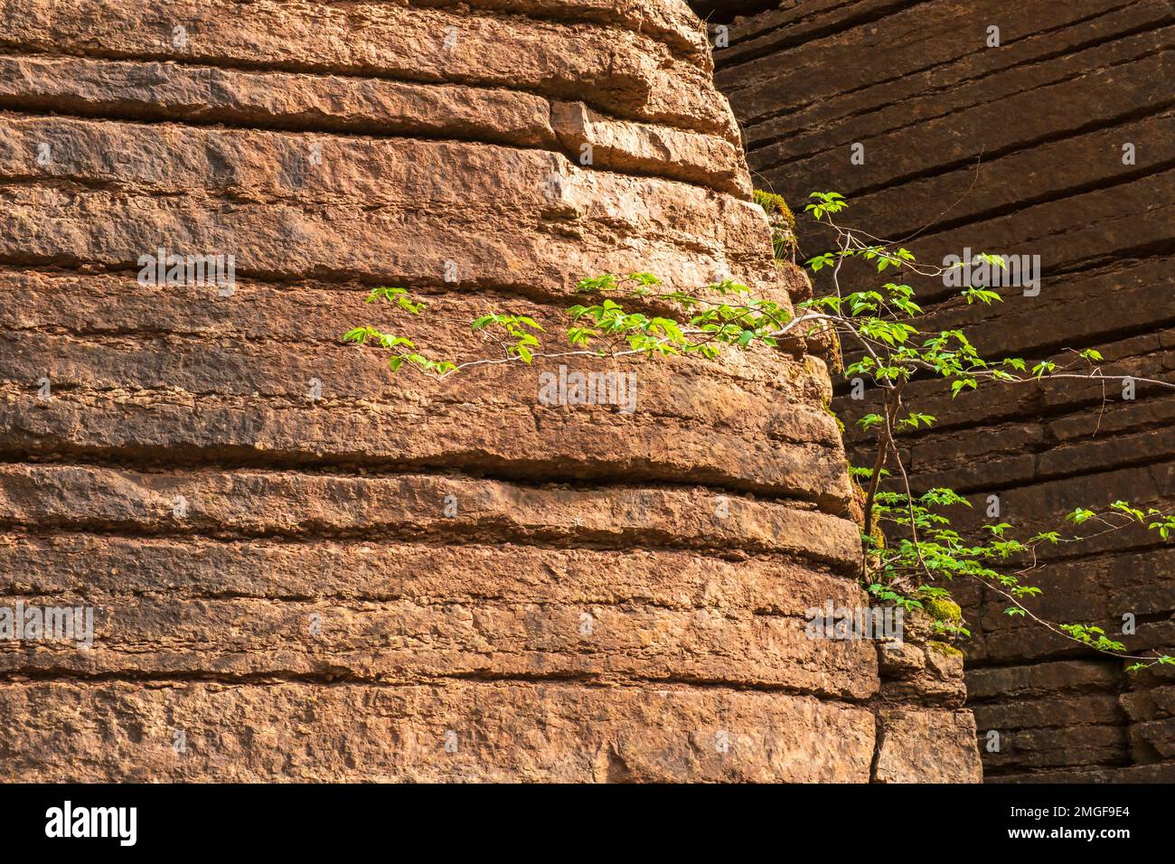 Rock face with a green tree branch Stock Photo - Alamy