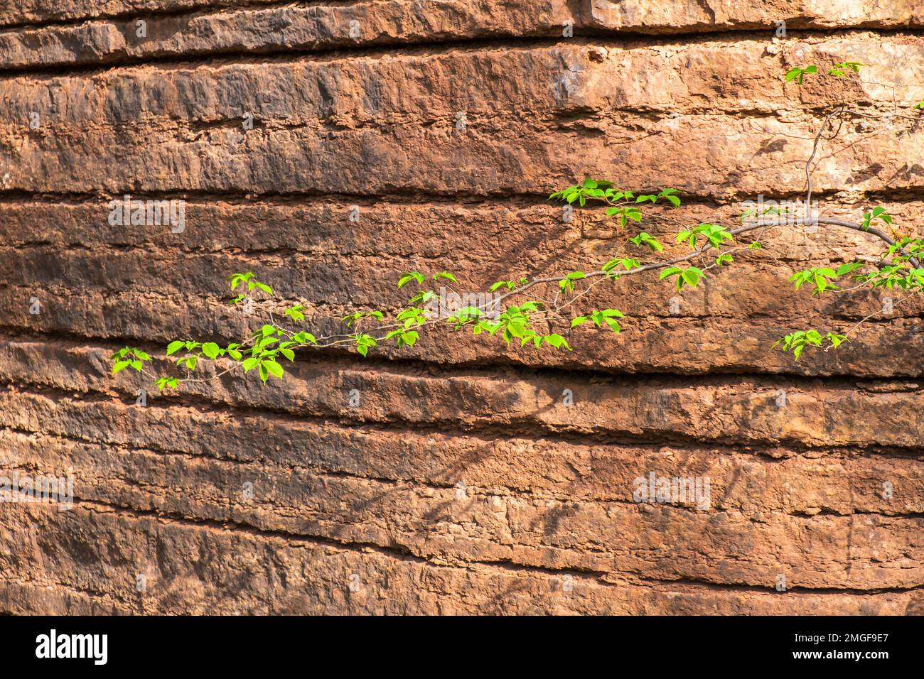 Budding green twig at a crag in sunlight Stock Photo - Alamy