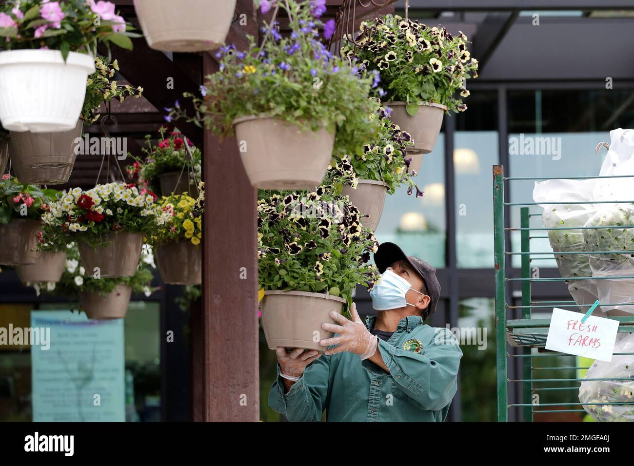 Fresh Farms International Grocery Market staff hangs a plant outside of ...