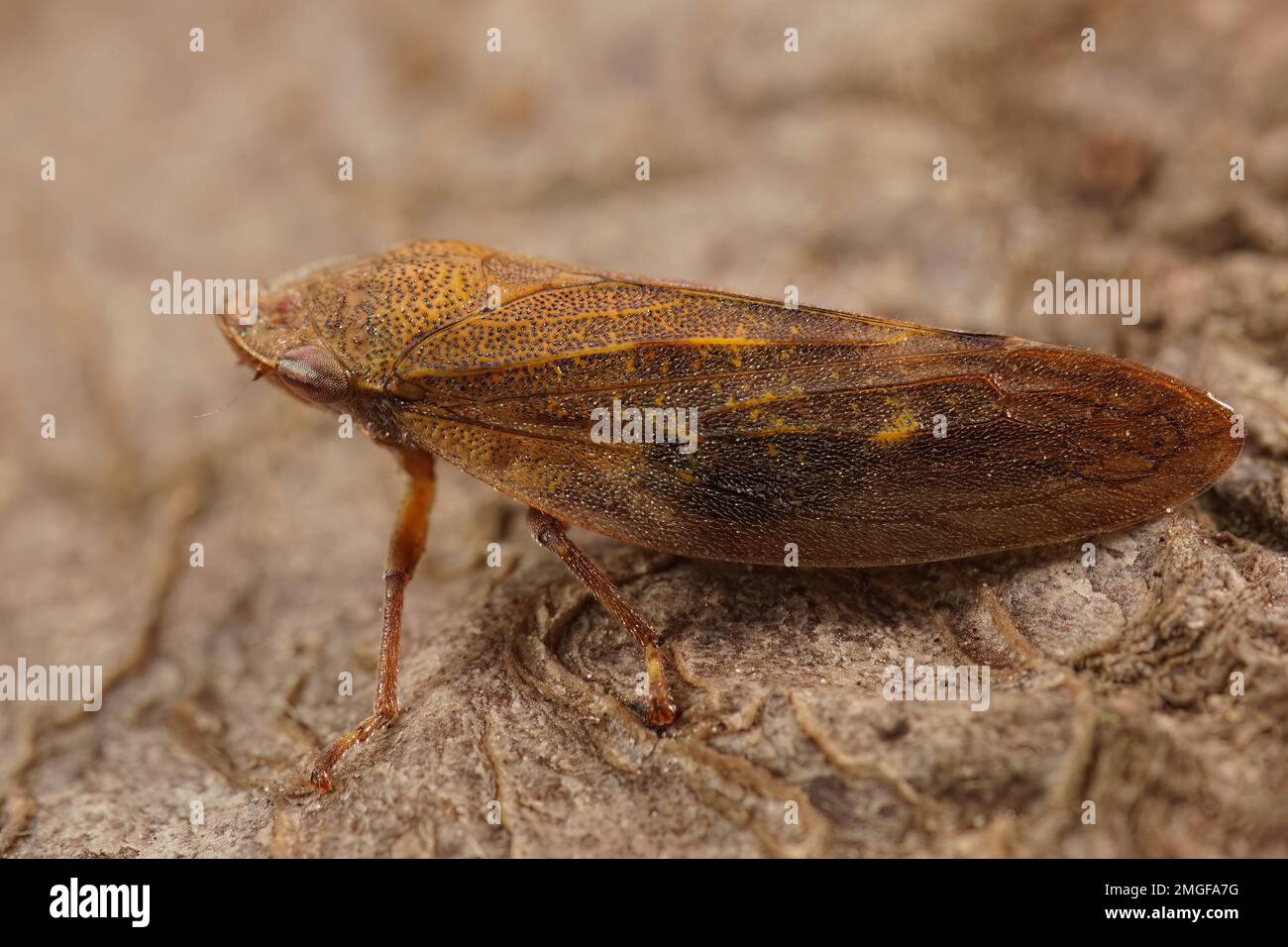 Planthopper magnification hi-res stock photography and images - Alamy