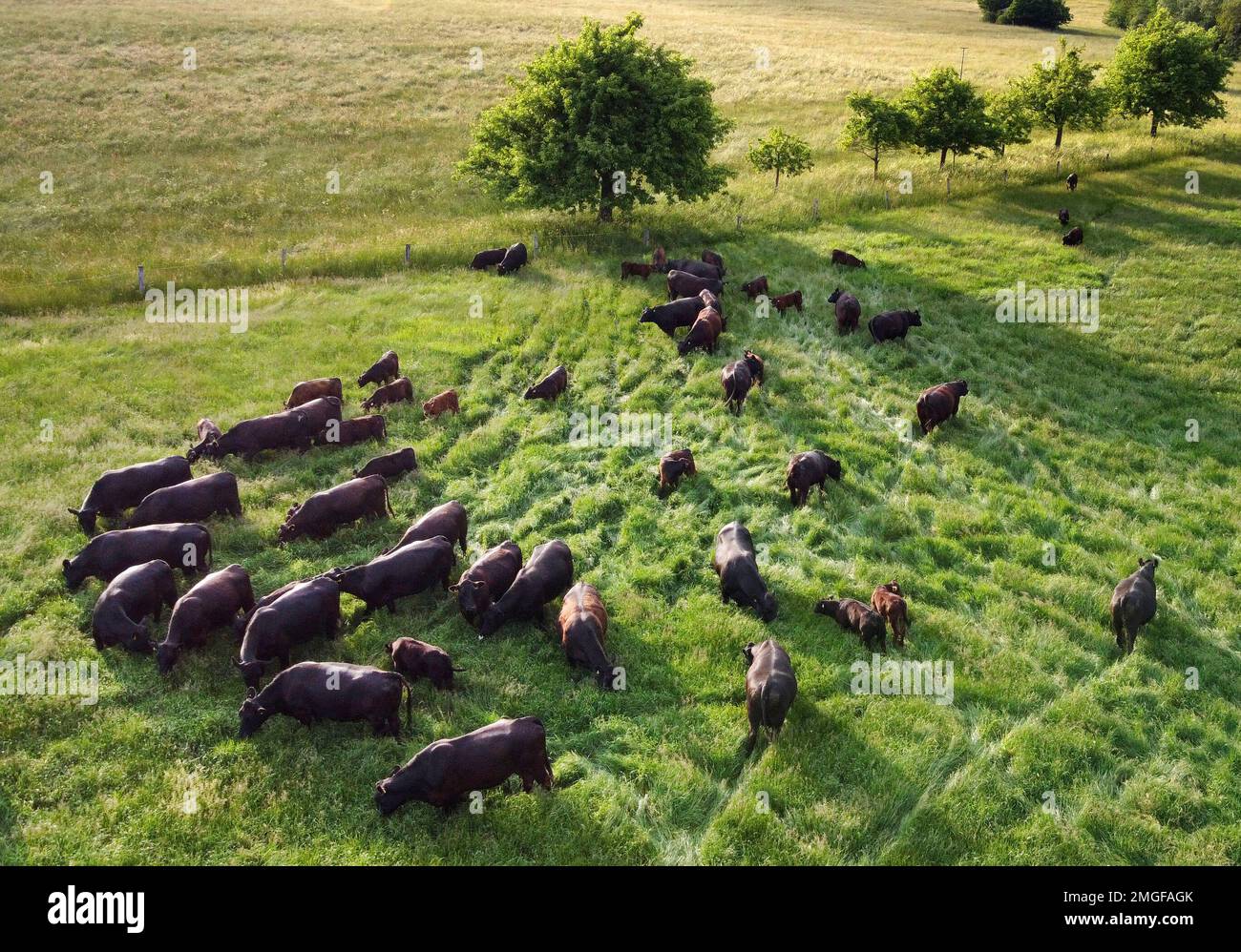 Black angus cows graze on a meadow at a farm in Neu-Anspach near ...