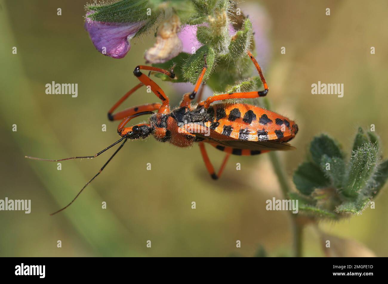 Natural closeup on a Mediterranean red assassin bug, Rhynocoris ...