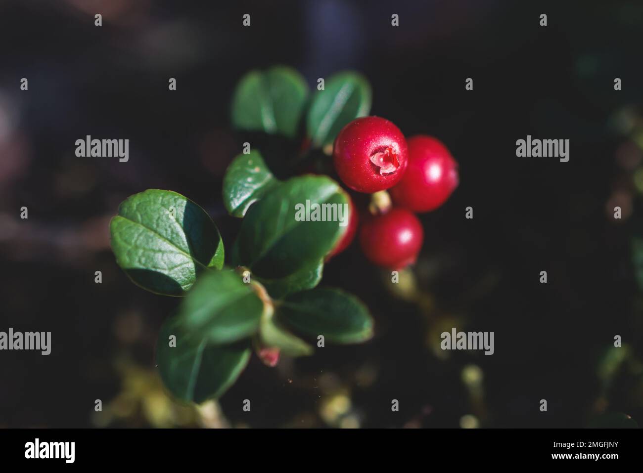 Process of harvesting and collecting berries in the national park of ...