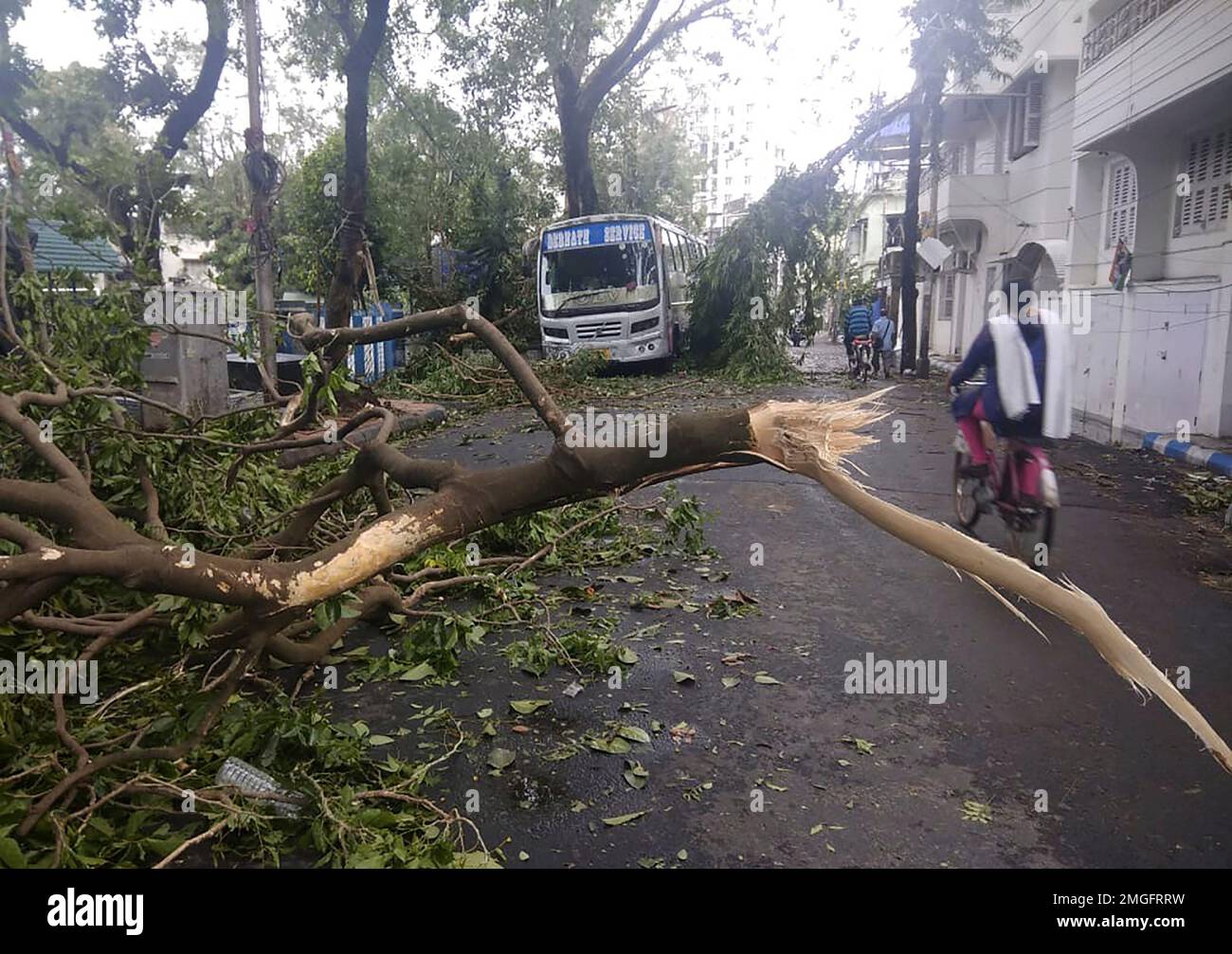 A girl rides a cycle past tree branches that fell after cyclone Amphan ...