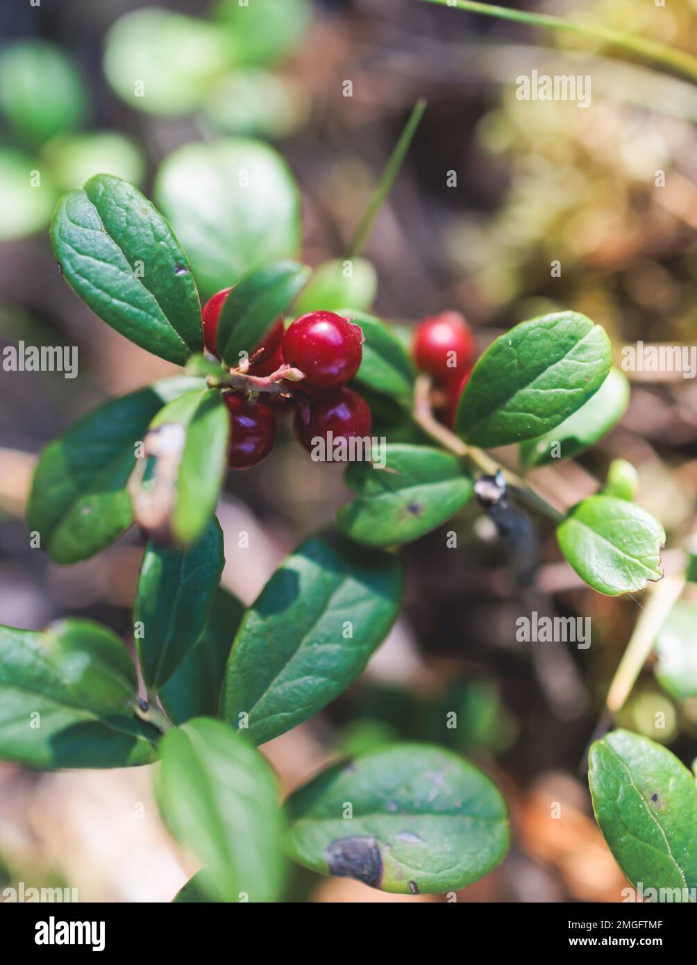 Process of harvesting and collecting berries in the national park of ...