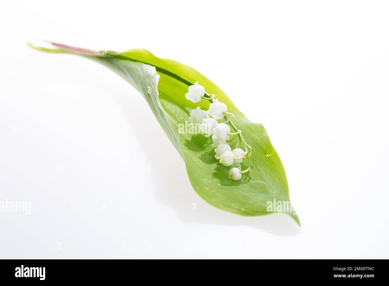 strands of Lily of the valley flowers isolated on white background ...