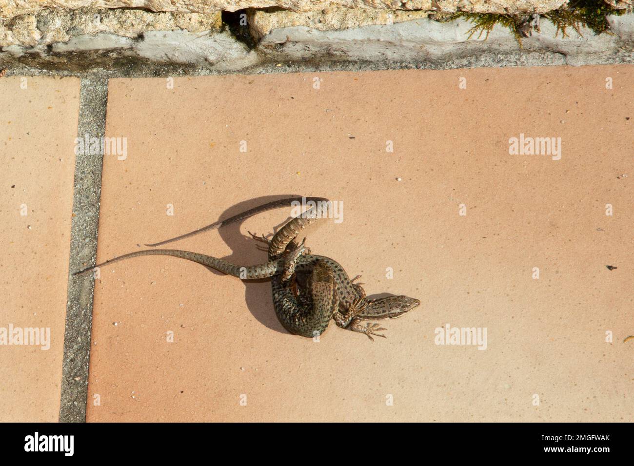 two lizard animal breeding fight outdoor terrace spring day lizards ...
