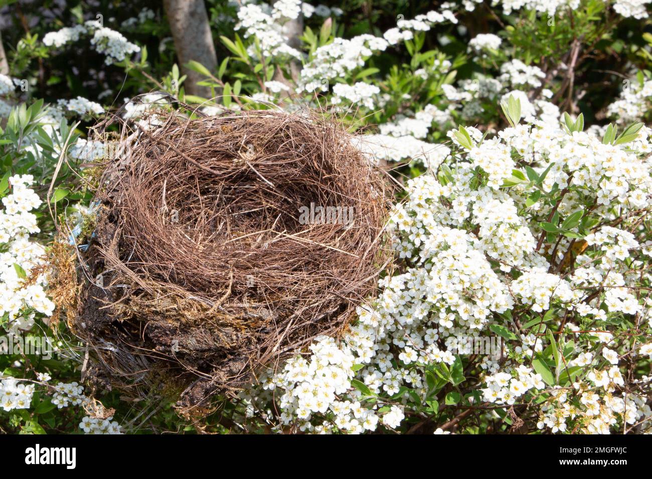 beautiful natural empty birds nest in flowers cherry tree Stock Photo ...