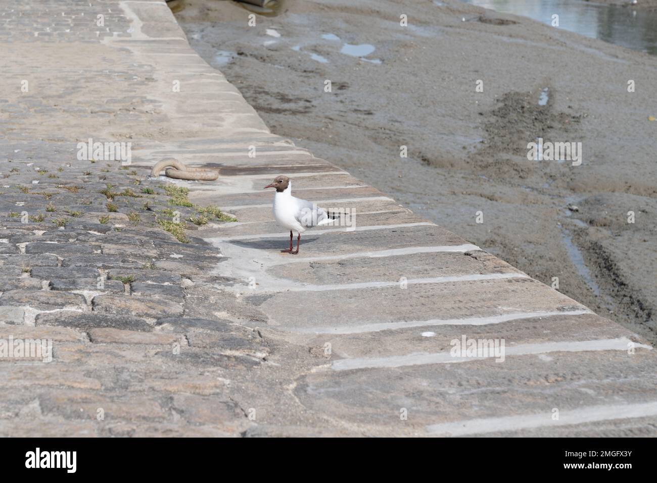 Seagull grey-headed Gull is a species of bird in the Laridae family on ...