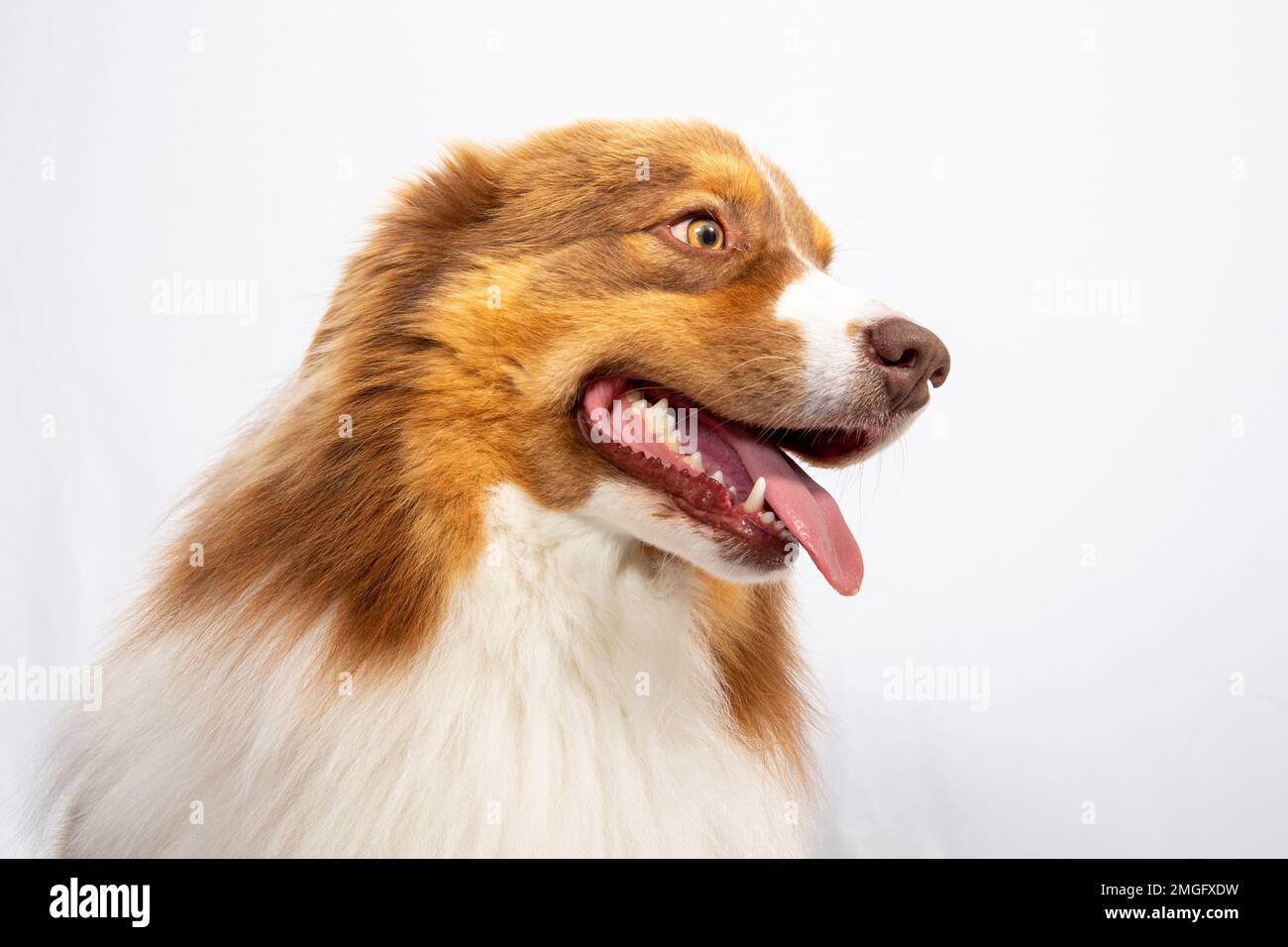 Australian Shepherd Dog young isolated on white background Beautiful ...