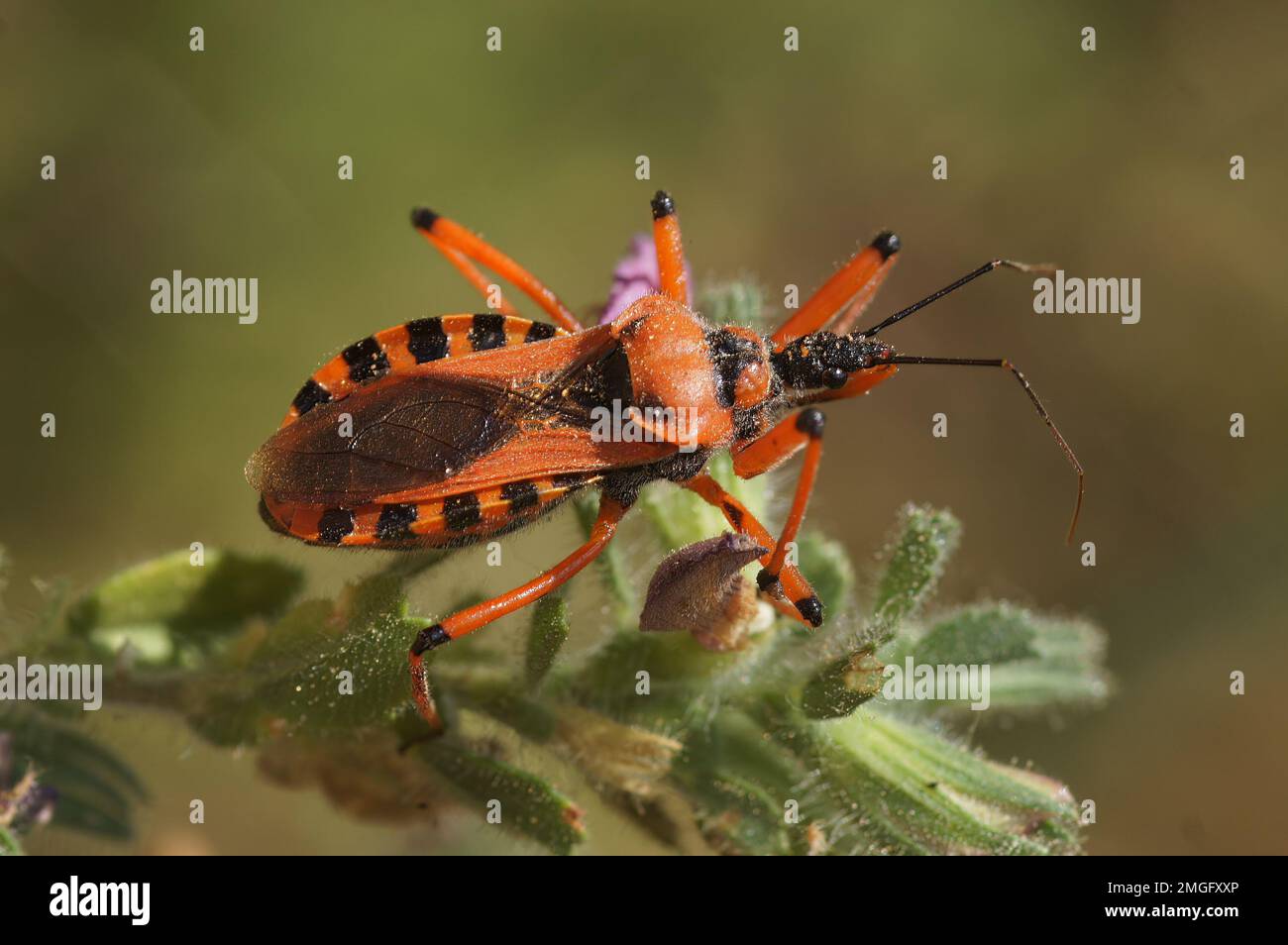 Natural closeup on a Mediterranean red assassin bug, Rhynocoris ...
