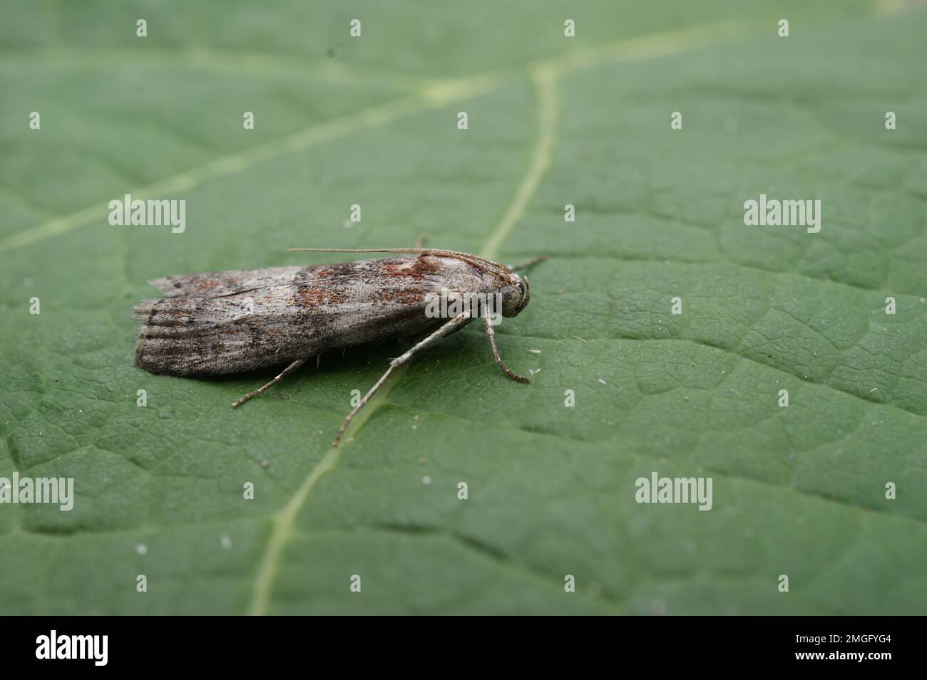 Closeup on the small Dotted oak knot-horn moth Phycita roborella ...
