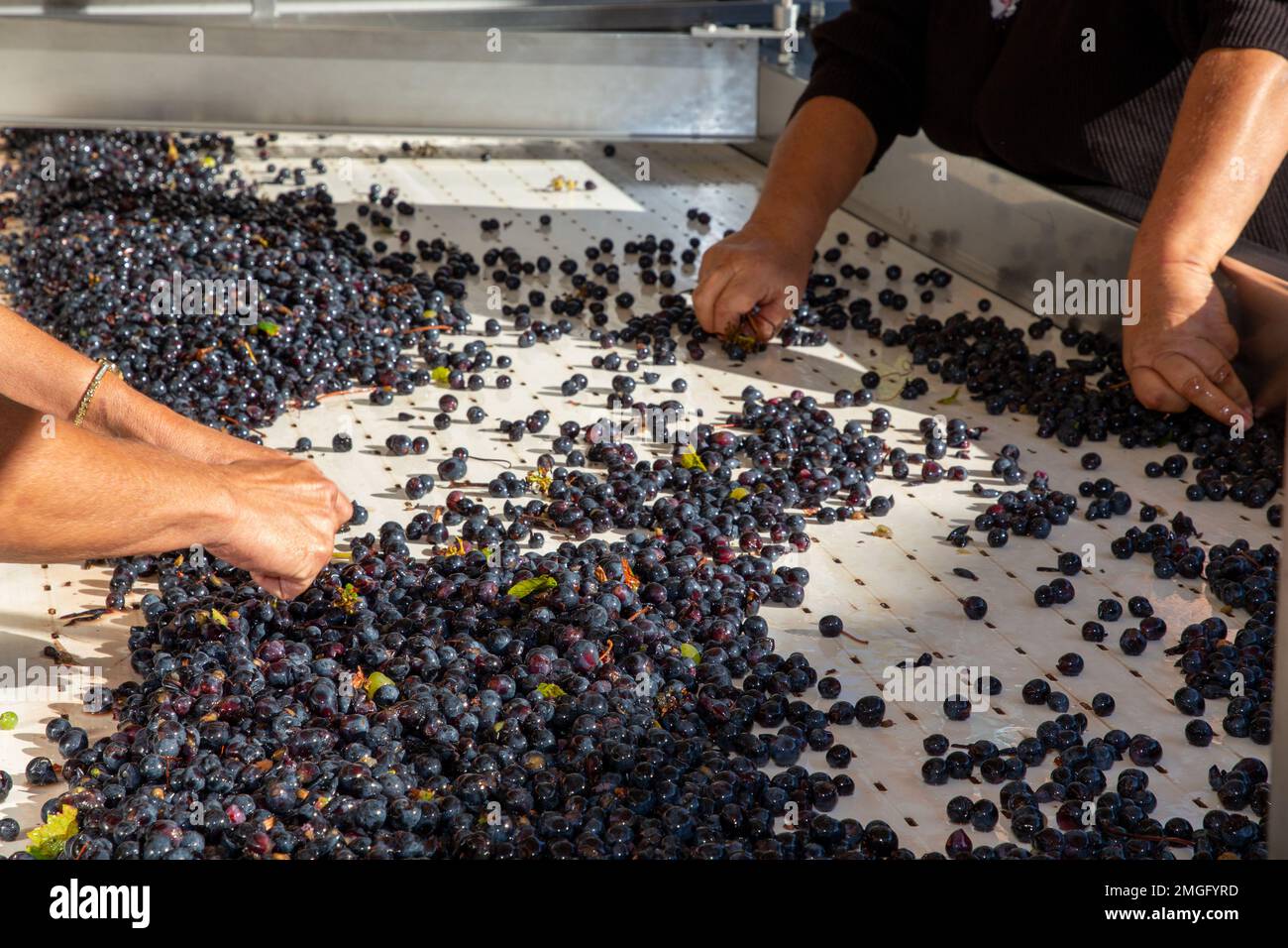 grape sorting harvest freshly harvested grapes at a winery Stock Photo ...