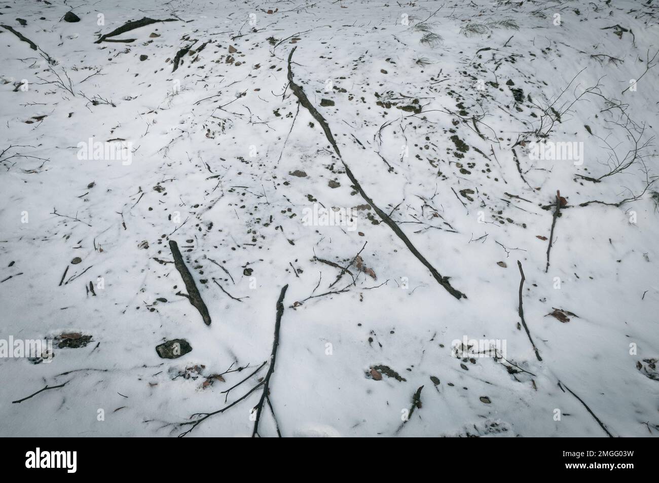 Branches underground hi-res stock photography and images - Alamy