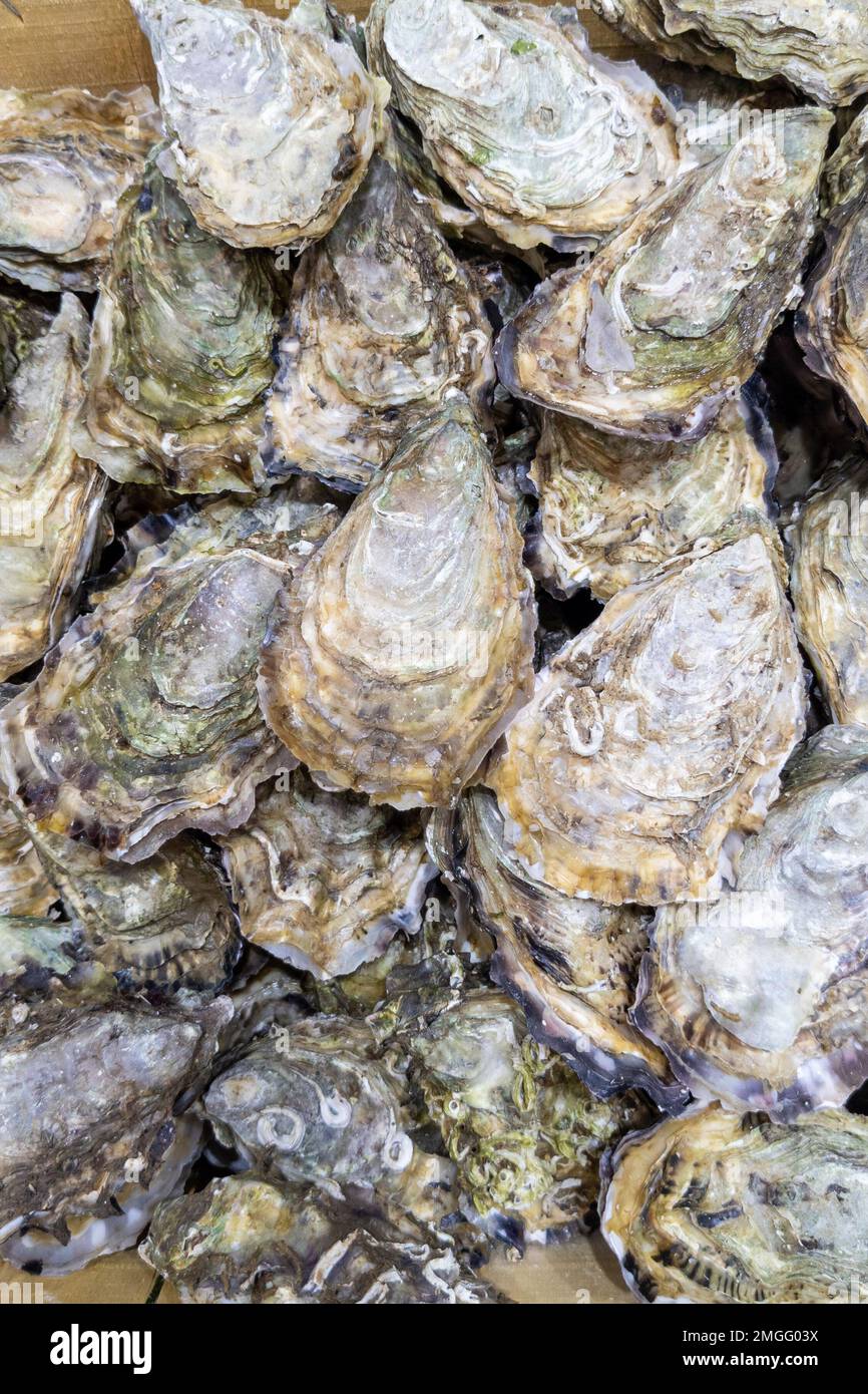 oysters fresh shellfish on the seller stall background Stock Photo - Alamy