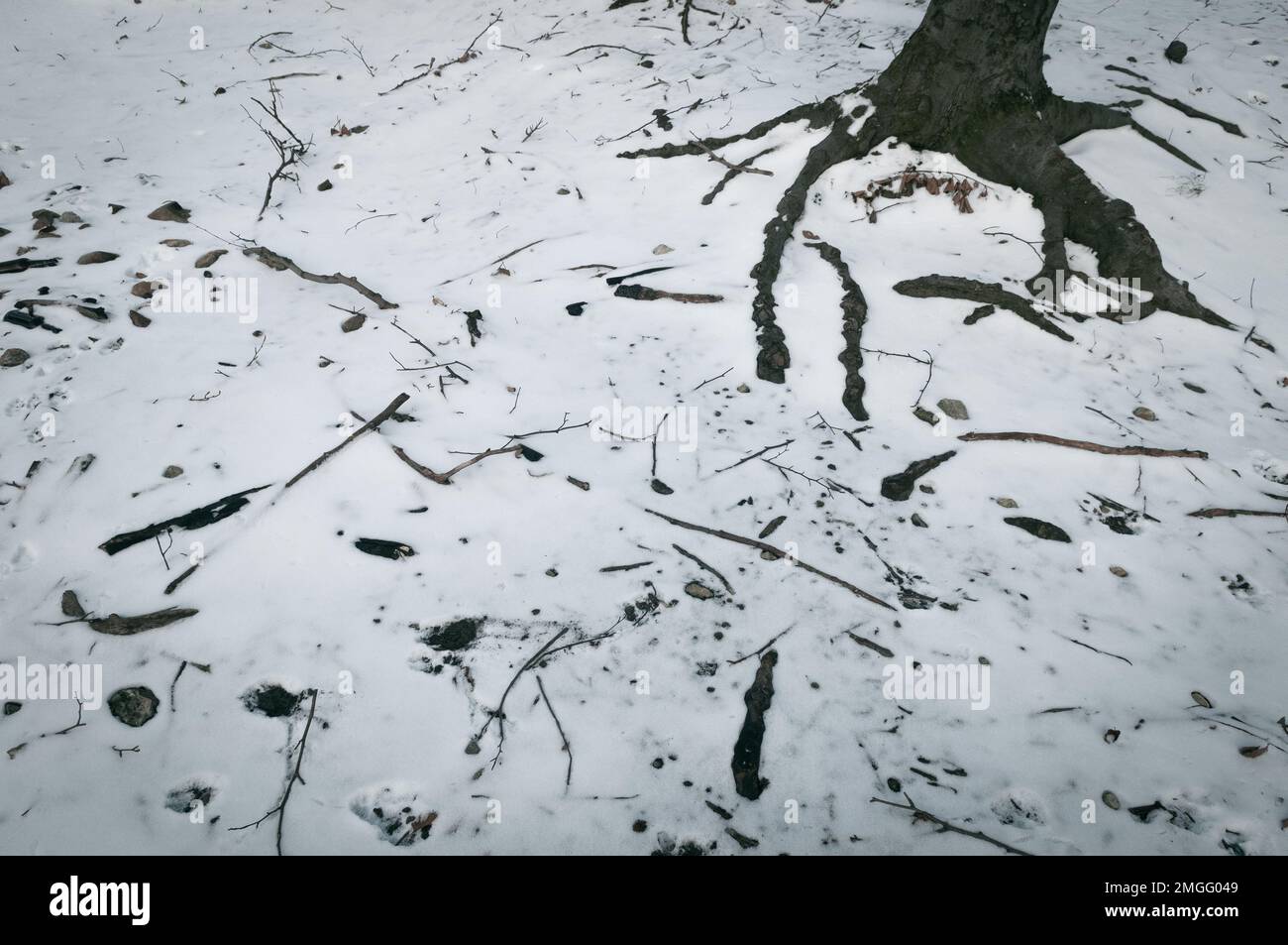 Roots of trees in snow covered forest Stock Photo - Alamy