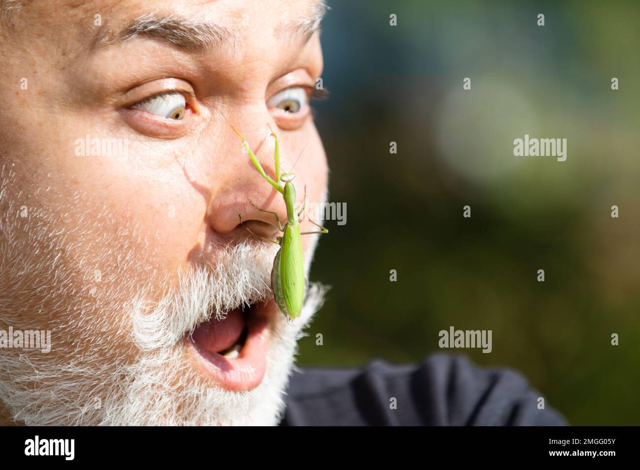 Closeup mantis on face. Comic and humor sense. Surprised senior men ...