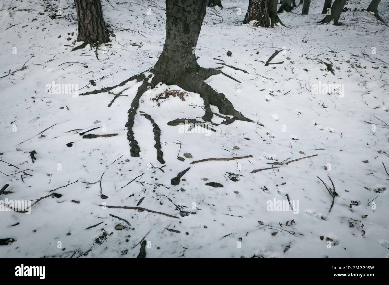 Roots of trees in snow covered forest Stock Photo - Alamy