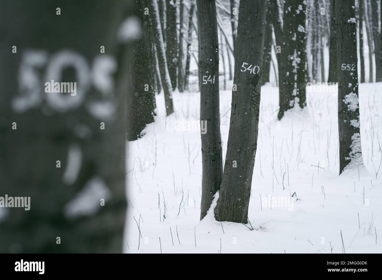 Numbers on the trunks of trees in winter forest Stock Photo - Alamy