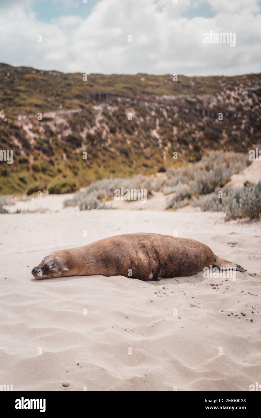Kangaroo island attractions hi-res stock photography and images - Alamy