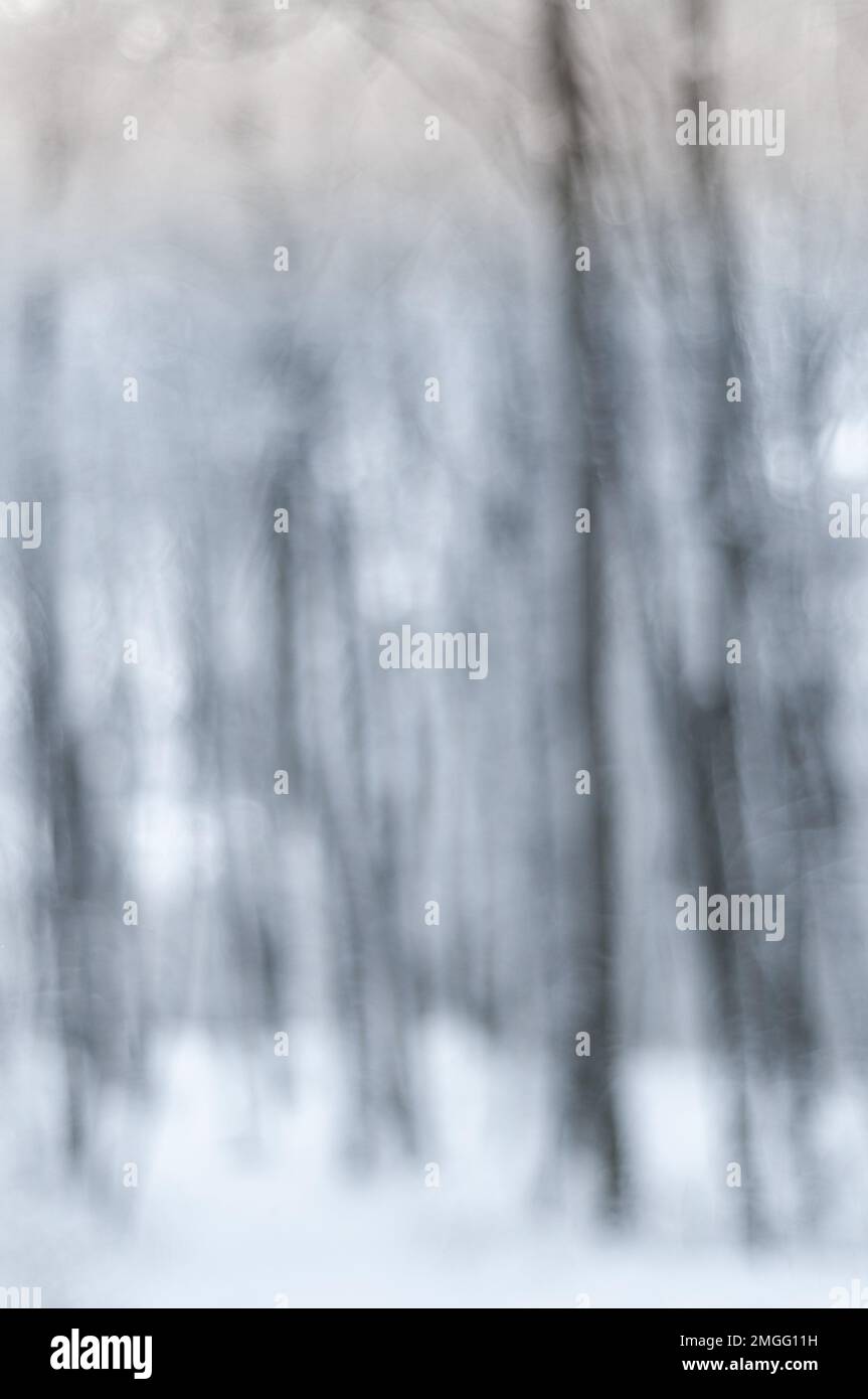 Abstract blurry forest background hi-res stock photography and images ...