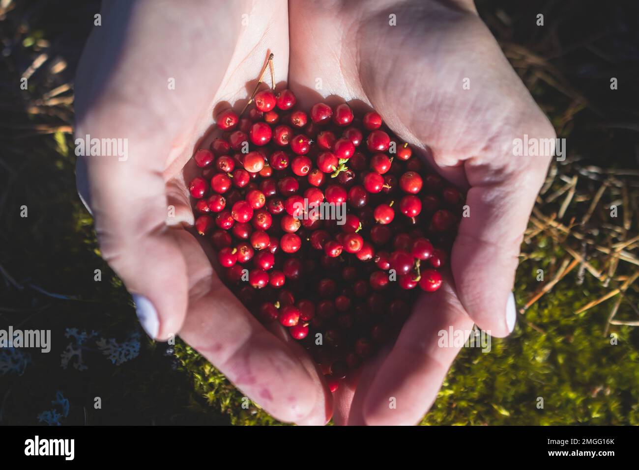 Process of harvesting and collecting berries in the national park of ...