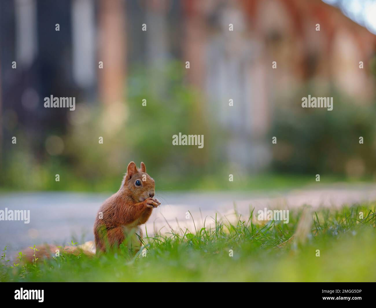 Cute squirrel in a park in Munich, Germany summer travel to Europe ...