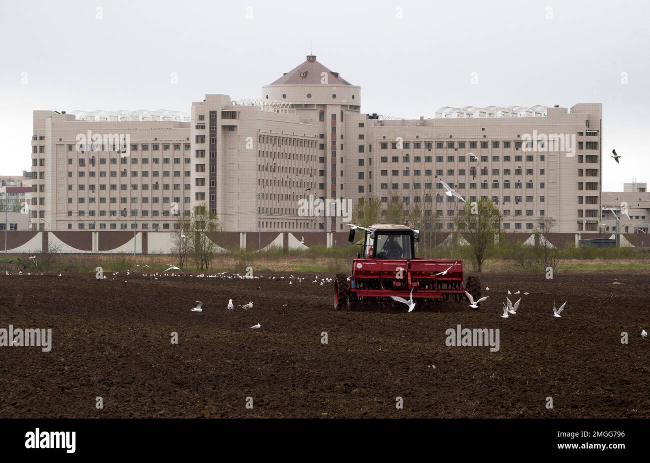 A tractor sows carrots next to pre-trial detention prison New Kresty ...